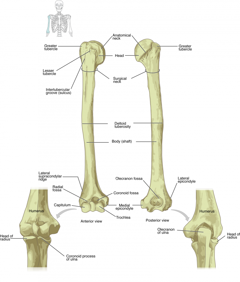 PRAVEEN’S ANATOMY WORLD - Home