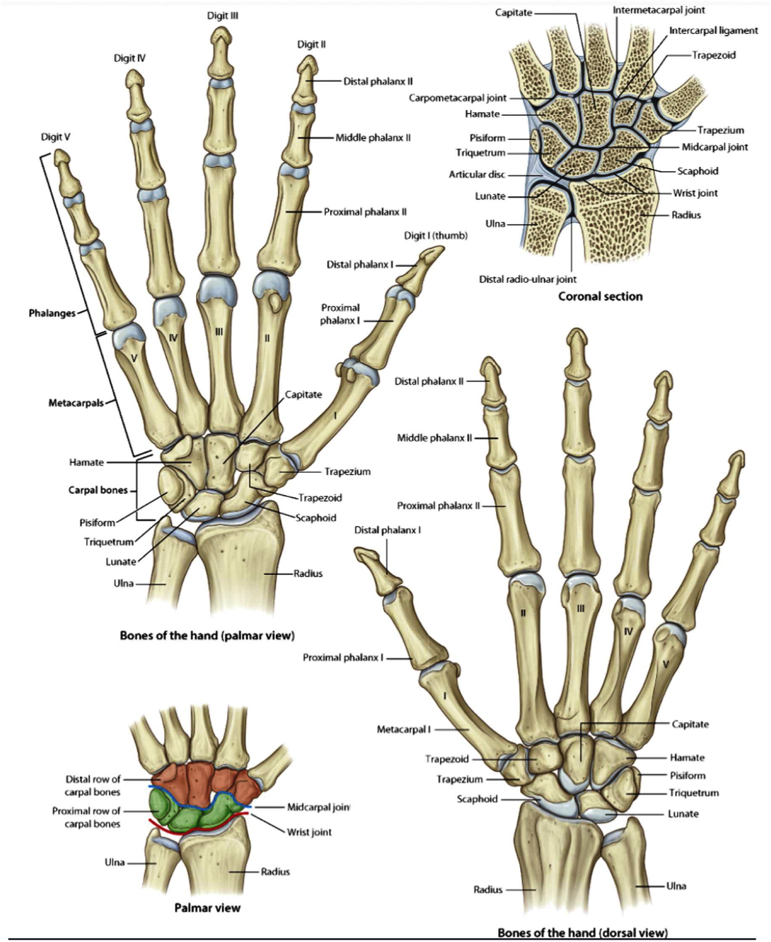 Hand Bones